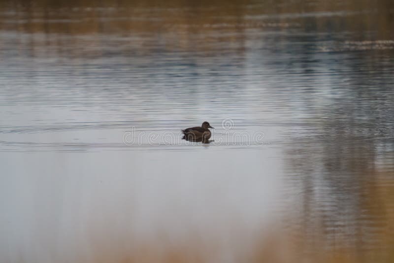 Lesser Scaup Swimming in a Lake Stock Photo - Image of birdwatching ...
