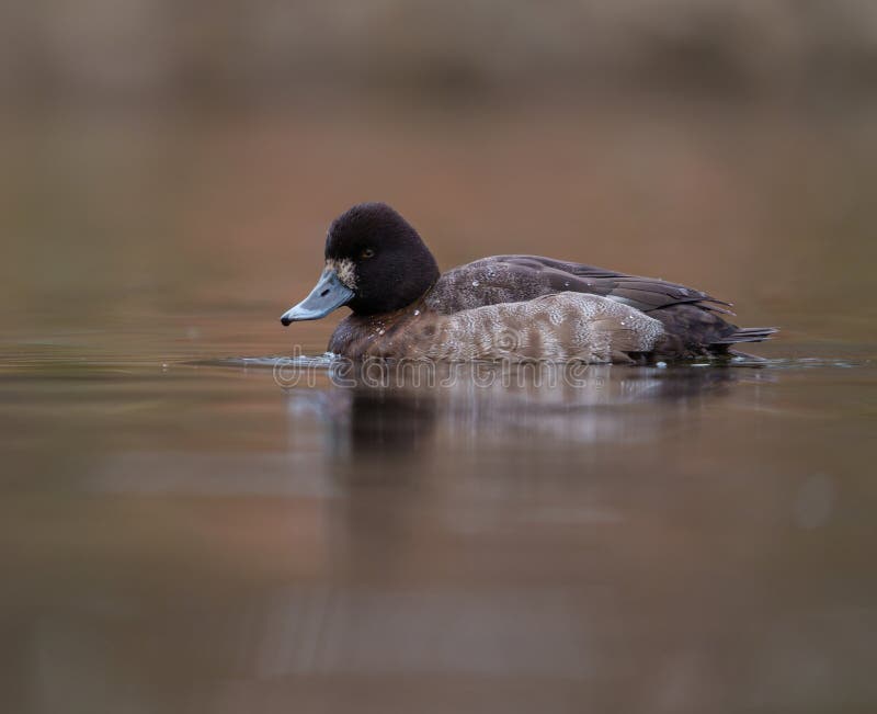 Lesser Scaup Resting at Lakeside Stock Photo - Image of animal, greater ...