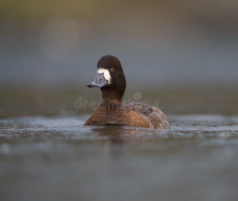 Lesser Scaup Resting at Lakeside Stock Image - Image of waterbird ...
