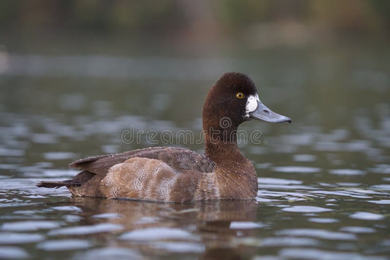 Lesser Scaup Resting at Lakeside Stock Photo - Image of lake, scaup ...