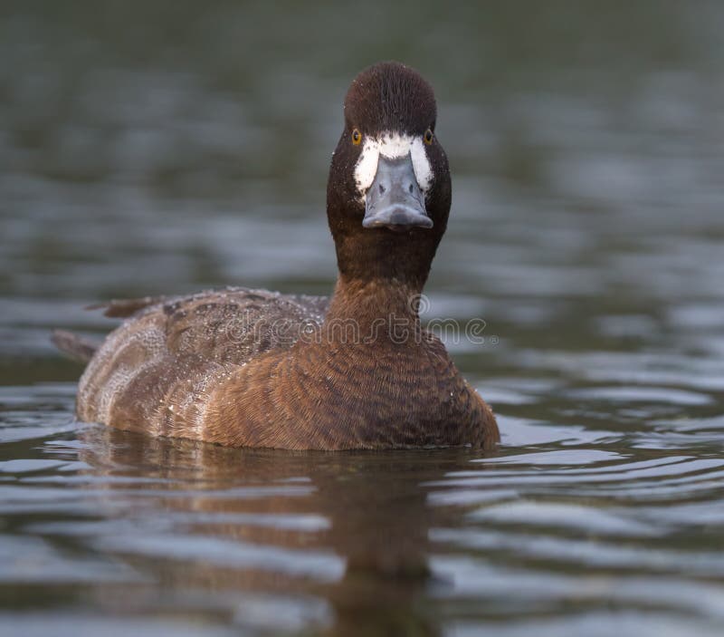 Lesser Scaup Resting at Lakeside Stock Photo - Image of bird, neck ...