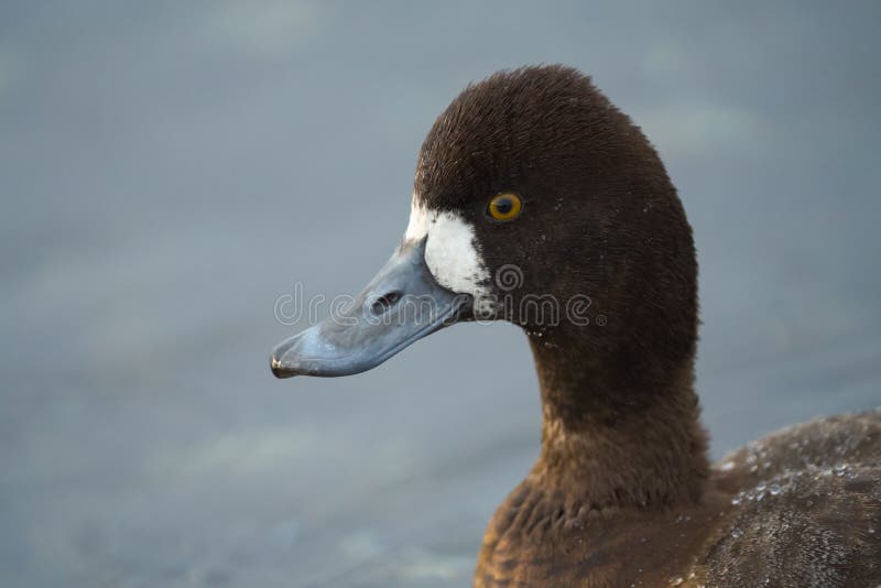 Lesser Scaup Resting at Lakeside Stock Image - Image of lakeside ...