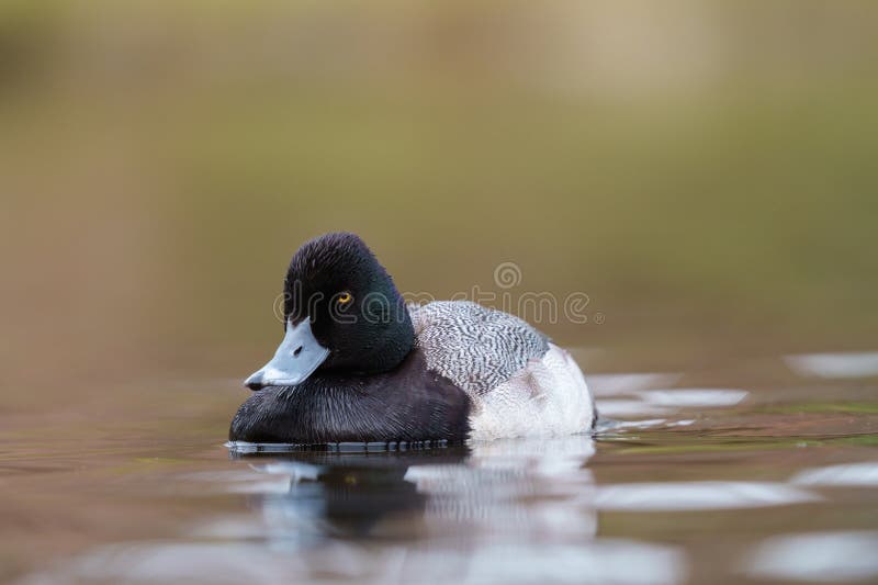 Lesser Scaup Resting at Lakeside Stock Image - Image of pond, rounded ...