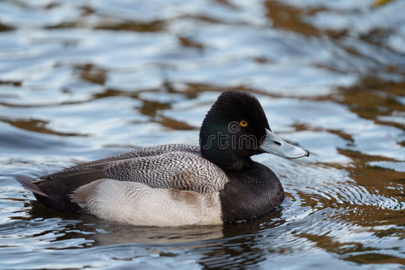 Lesser Scaup Resting at Lakeside Stock Image - Image of greater, lake ...