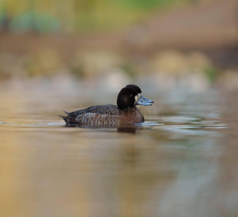 Lesser Scaup Resting at Lakeside Stock Photo - Image of waterfowl ...