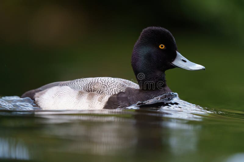 Lesser Scaup Resting at Lakeside Stock Photo - Image of head, diving ...