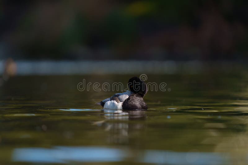 Lesser Scaup Resting at Lakeside Stock Photo - Image of back, flat ...