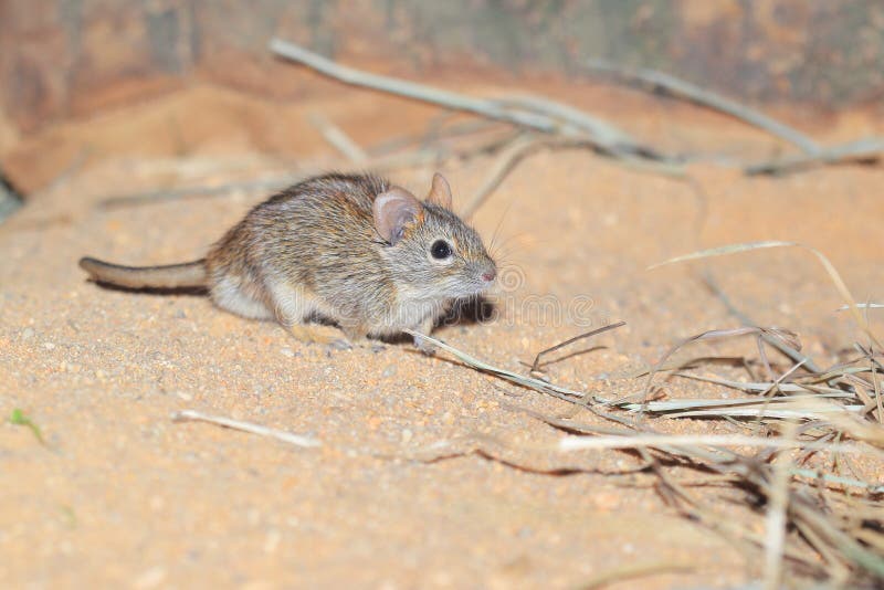 Lesser Shaw jird stock image. Image of lesser, shawi - 109589675