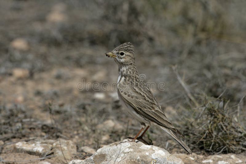 Lesser Short-toed Lark, Calandrella Rufescens Stock Photo - Image of ...