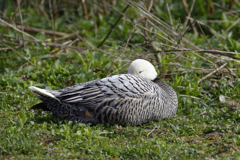Lesser Snow Goose photo stock. Image du nature, oies - 117527818