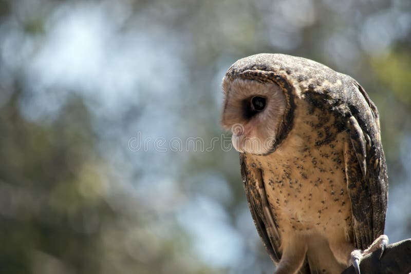 Lesser sooty owl stock photo. Image of lesser, barking - 136487078