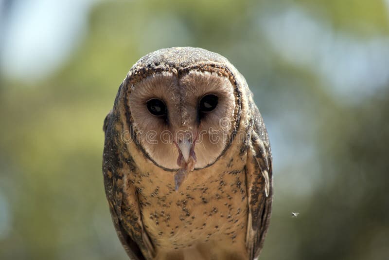 Lesser Sooty Owl Portrait Tyto Multipunctata Stock Photo - Image of ...