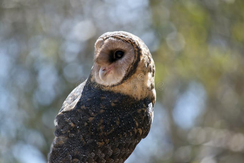 Lesser sooty owl stock photo. Image of brown, black - 135854608