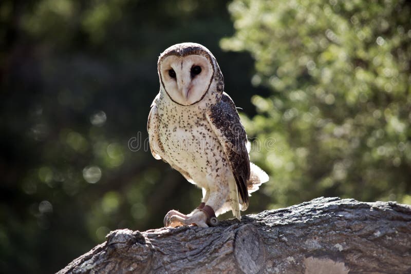 Lesser Sooty Owl Portrait Tyto Multipunctata Stock Photo - Image of ...