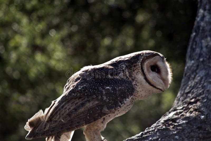 Lesser sooty owl stock image. Image of beak, wildlife - 98272551