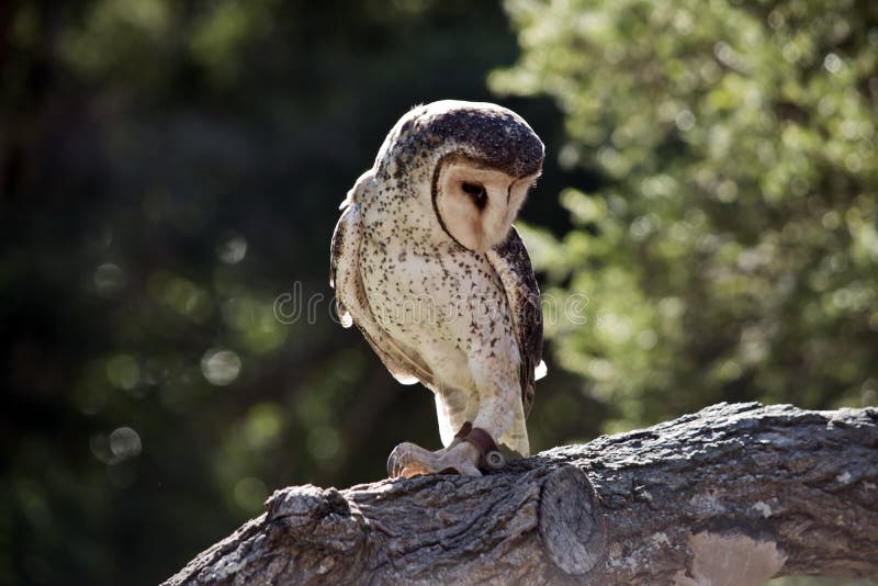 Lesser Sooty Owl Portrait Tyto Multipunctata Stock Photo - Image of ...