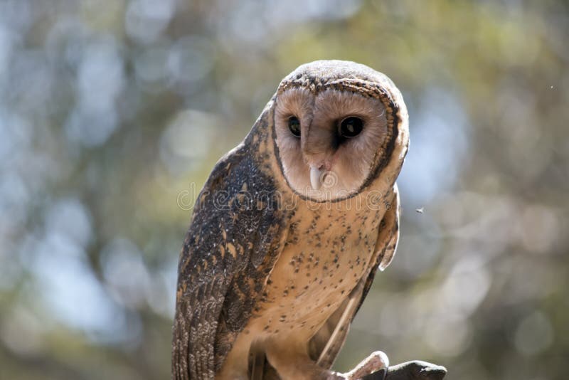 Lesser sooty owl stock image. Image of black, side, prey - 135854609