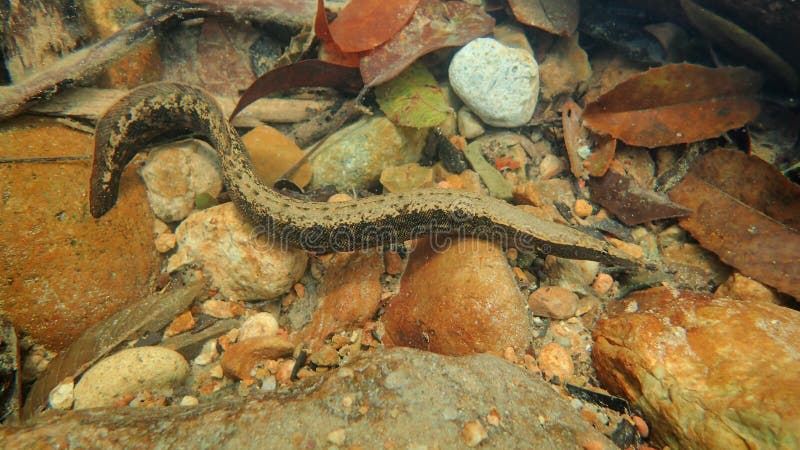 Lesser Spiny Eel stock image. Image of wild, fish, lesser - 129545273