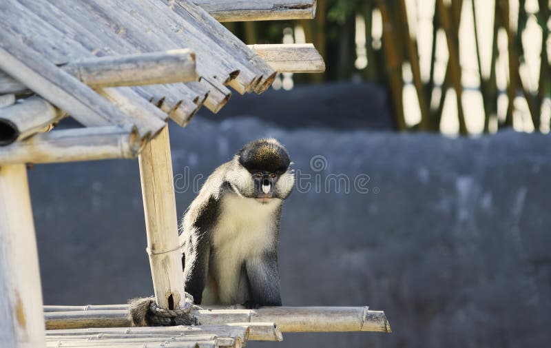 Lesser Spot-nosed Monkey stock photo. Image of perched - 17384206