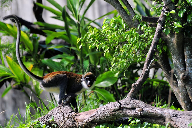 Lesser Spot-Nosed Monkey stock image. Image of primates - 21773753