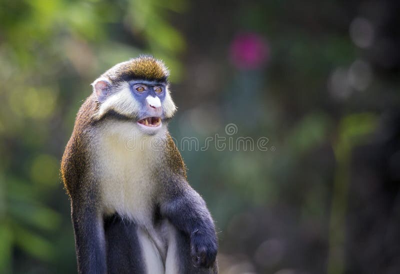 Lesser Spot-Nosed Monkey stock image. Image of primates - 21773753