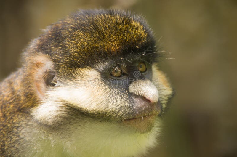 Lesser spot-nosed monkey stock image. Image of guenon - 31083263