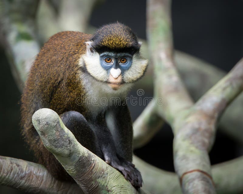 Lesser Spot-Nosed Monkey stock photo. Image of guenon - 40276136