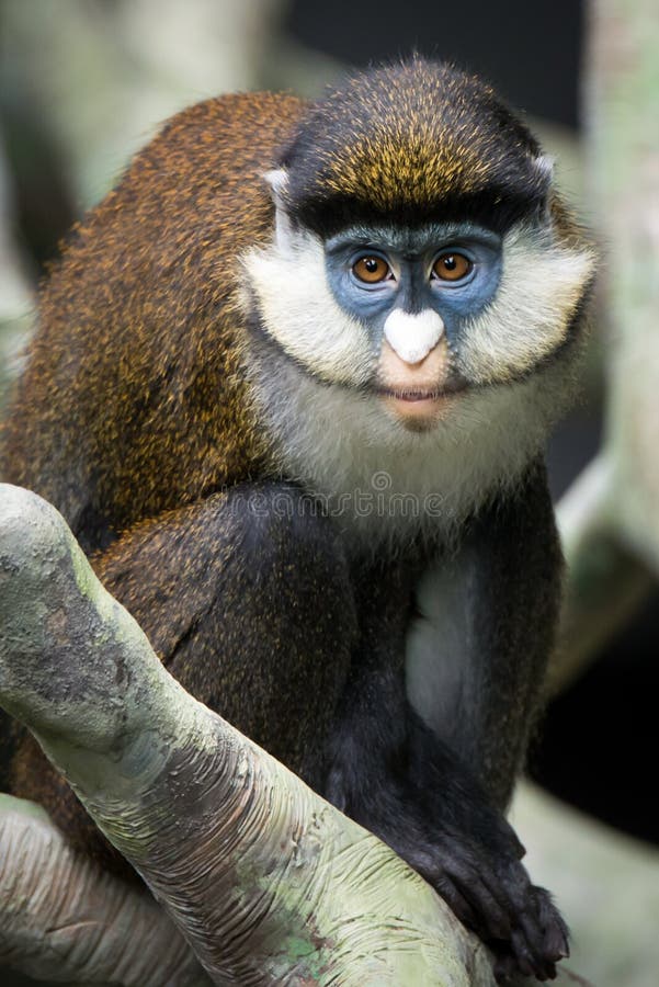 Lesser Spot-Nosed Monkey II Stock Photo - Image of spot, mammal: 40276132