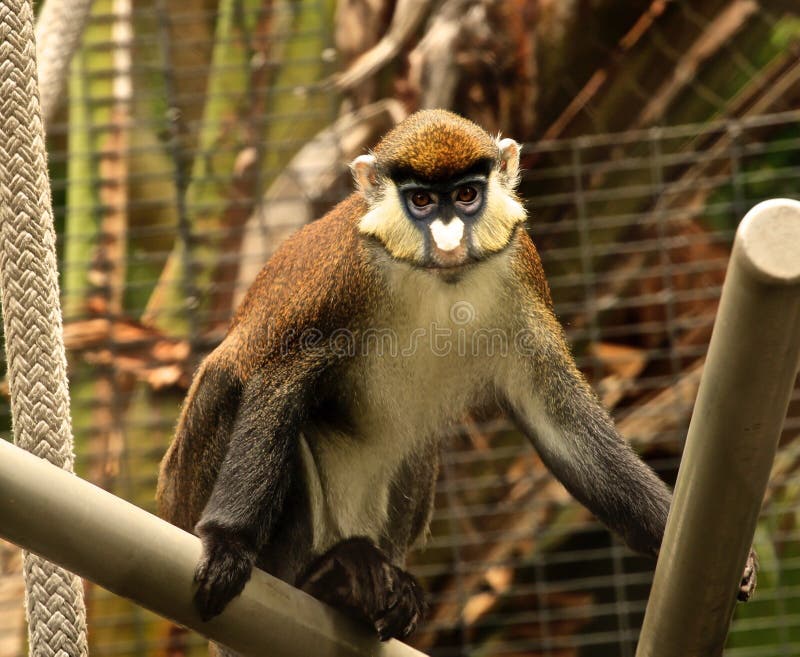 Lesser Spot-nosed Monkey Primate Stock Photo - Image of arms, wildlife ...