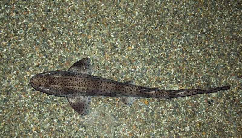Lesser Spotted Catshark stock photo. Image of catsharks - 9712722