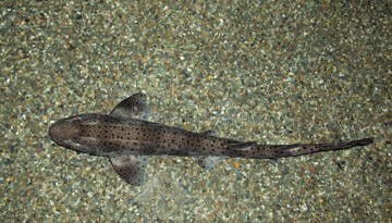 Lesser Spotted Catshark stock photo. Image of catsharks - 9712722