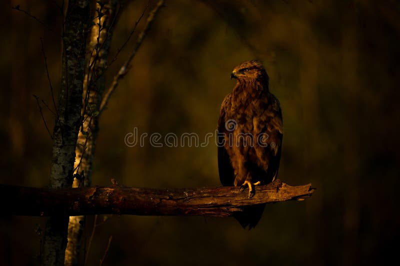 Lesser Spotted Eagle with Catchlight on Branch Stock Photo - Image of ...