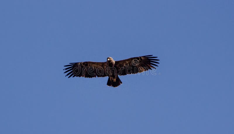Flying Beautiful Lesser Spotted Eagle Stock Photo - Image of aquila ...