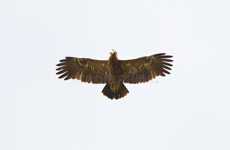 A Lesser Spotted Eagle on a Dead Tree Stock Photo - Image of fronted ...