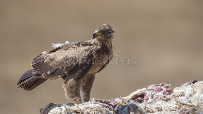 Lesser Spotted Eagle Standing Op Stapel Van Dode Kip Stock Afbeelding ...
