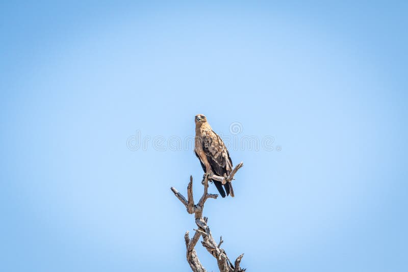 Lesser-spotted Eagle in a Tree in the Kruger National Park. Stock Image ...