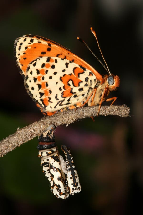 Lesser spotted fritillary stock image. Image of nymphalidae - 945809