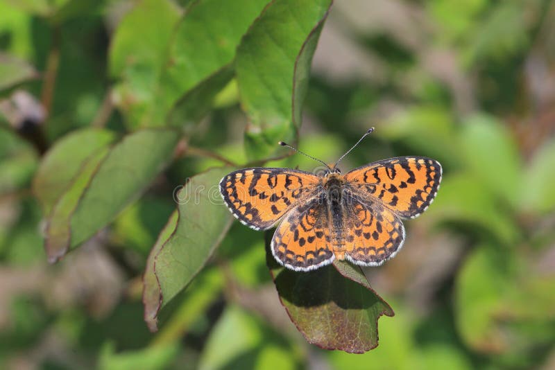 Lesser spotted fritillary stock photo. Image of leaf - 257000742