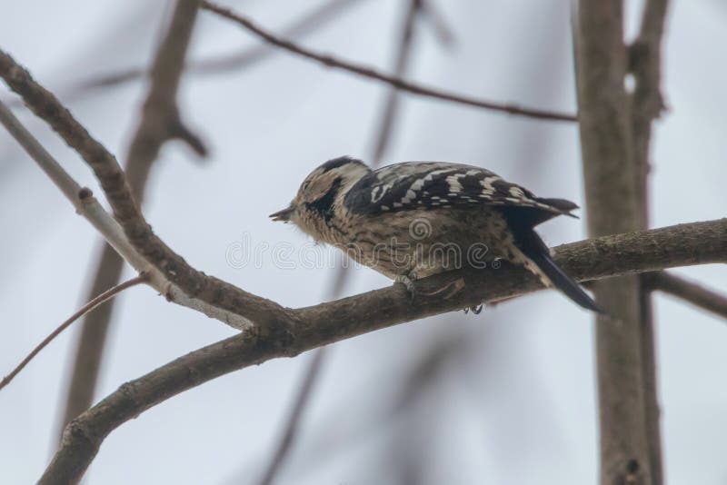 Lesser Spotted Woodpecker on the Branch Dryobates Minor Stock Photo ...