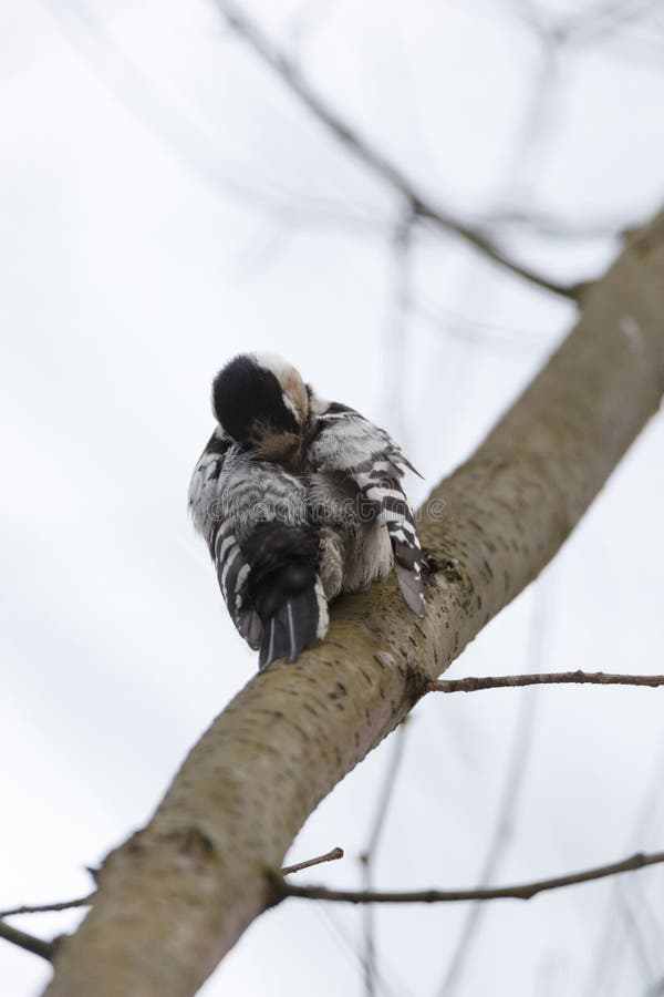 Lesser Spotted Woodpecker Dendrocopos Minor Stock Image - Image of ...