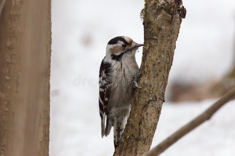 Lesser Spotted Woodpecker Dendrocopos Minor Stock Image - Image of ...