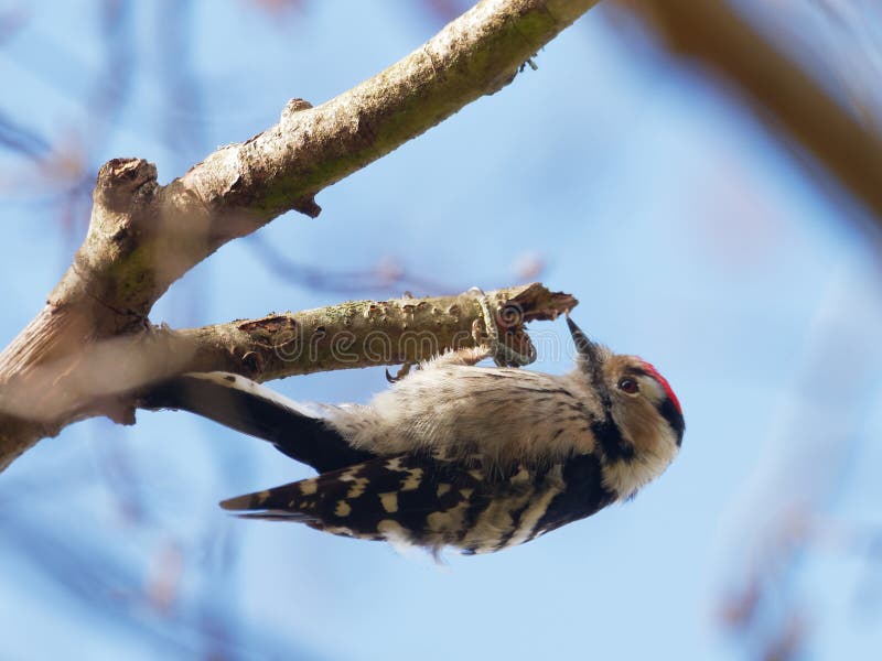 Lesser Spotted Woodpecker - Dendrocopos Minor Stock Image - Image of ...