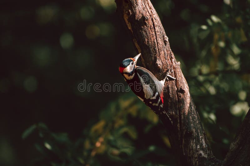 Lesser Spotted Woodpecker, Dendrocopos Minor, on Tree Trunk Stock Image ...