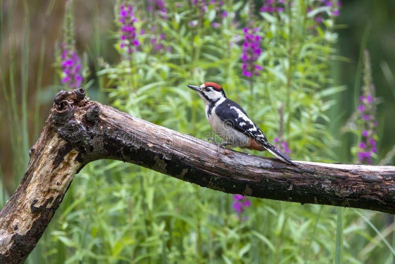 Lesser spotted woodpecker stock image. Image of season - 227492929