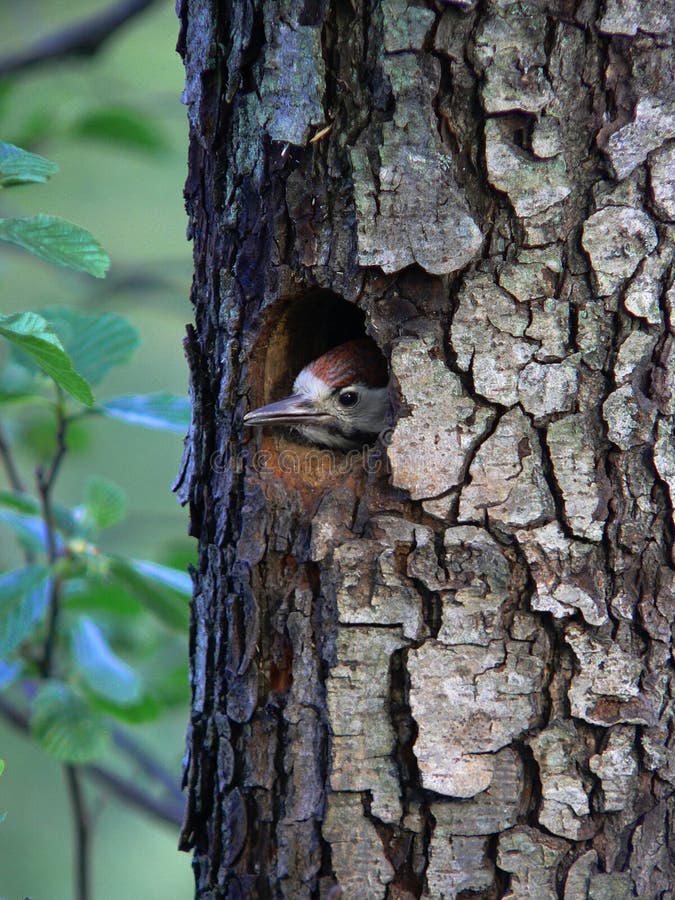 Lesser Spotted Woodpecker Dryobates Minor Stock Photo - Image of ...