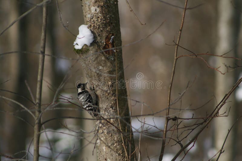 Lesser Spotted Woodpecker Dryobates Minor Stock Image - Image of ...