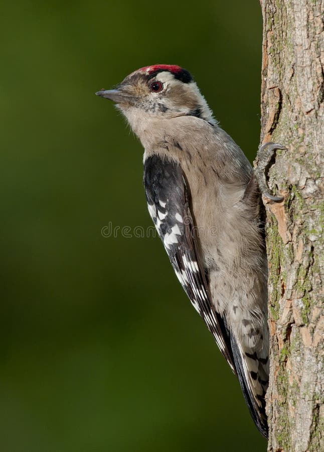 Lesser Spotted Woodpecker (Dryobates Minor) Stock Photo - Image of ...