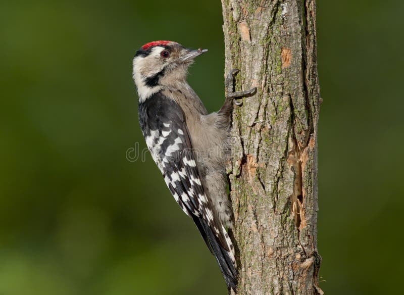Lesser Spotted Woodpecker (Dryobates Minor) Stock Photo - Image of ...