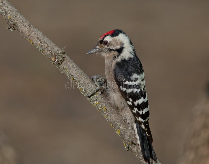Lesser Spotted Woodpecker (Dryobates Minor) Stock Photo - Image of ...