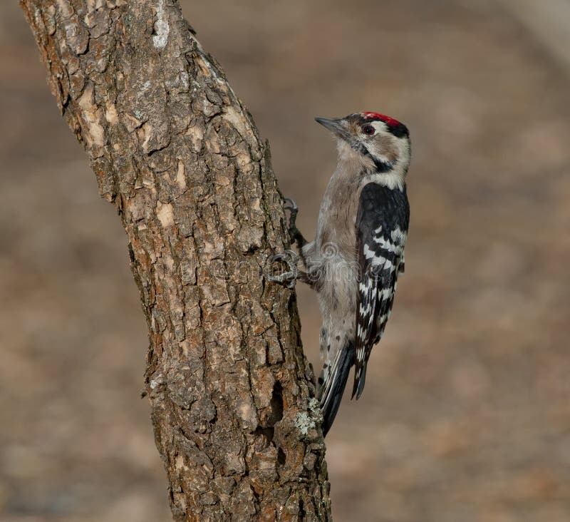 Lesser Spotted Woodpecker (Dryobates Minor) Stock Image - Image of ...